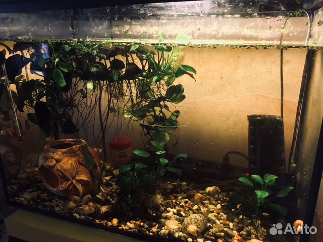 Аквариум и тритоны