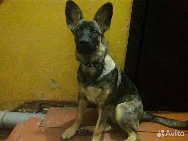 Отдам в хорошие руки собоку