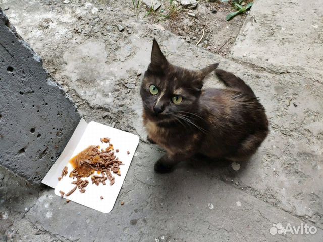 Черепаховая домашняя молодая кошка на улице