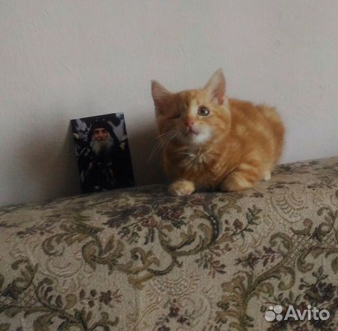 Котенок в добрые руки