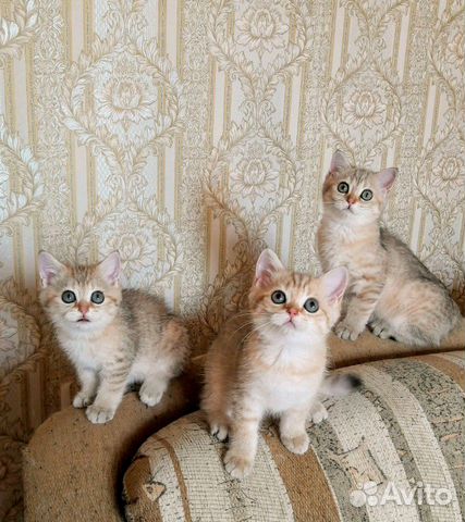 Милые британские плюшечки