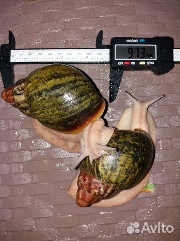 Молюски улитки