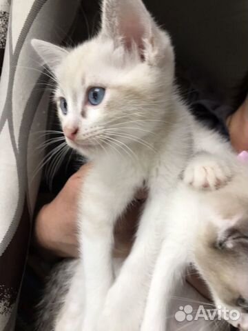 Тайские котята