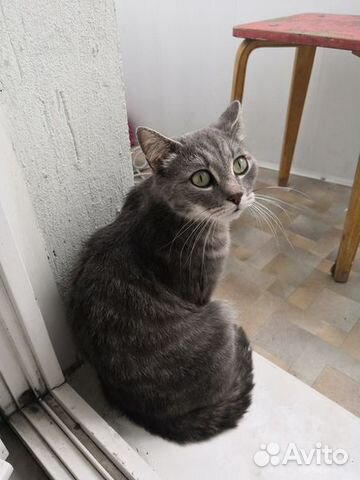 Отдам кота бесплатно