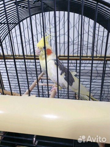 Отдам даром попугая кореллу