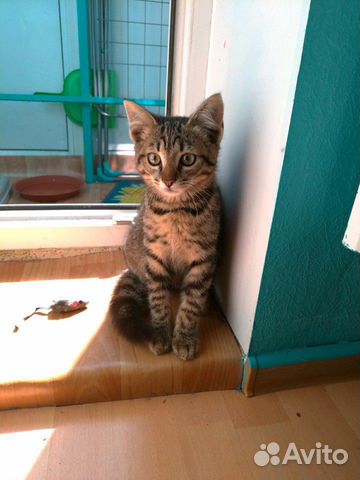 Котенок тигрового окраса