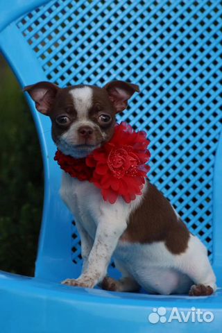 Девочка чихуахуа белошоколадный окрас 3 мес