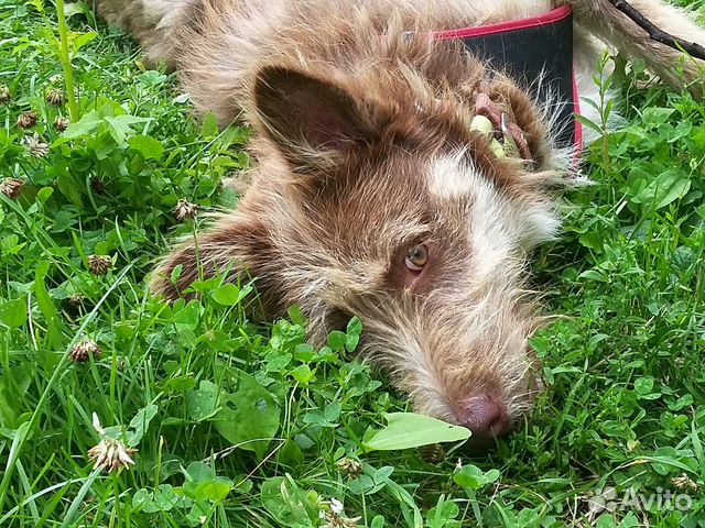 Моника. Чудесная собака добрая. Бесплатно