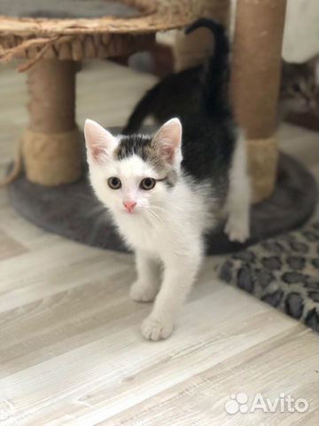 Котёнок мальчик Тэдди 2 мес в добрые руки