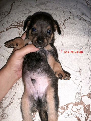 Щенки той-терьера