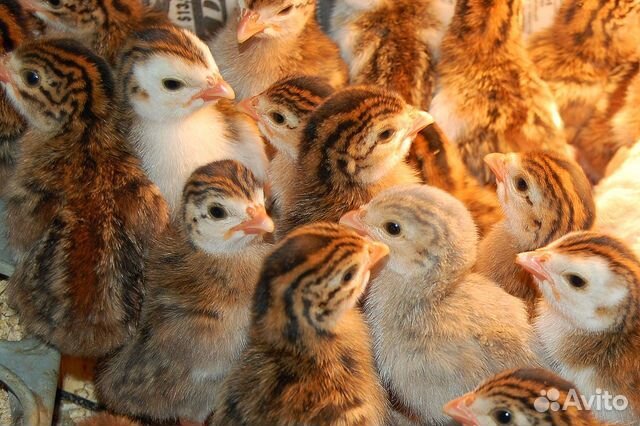 Цесарка (цыплята)
