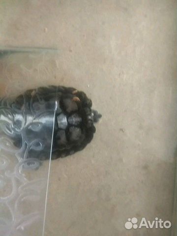 Отдам черепаху в хорошие руки