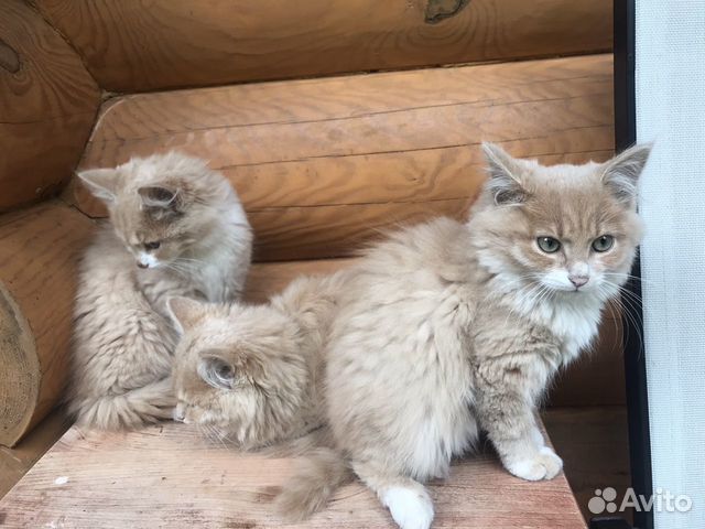 Котята в добрые руки 2,5 мес