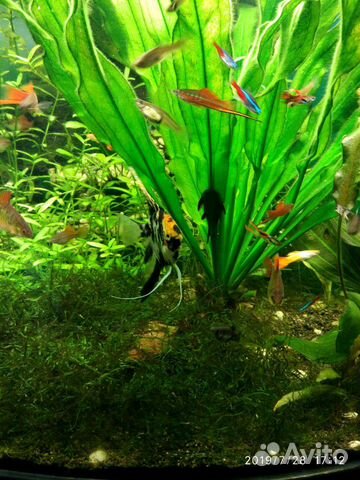 Продам самцов меченосцев и молинезий