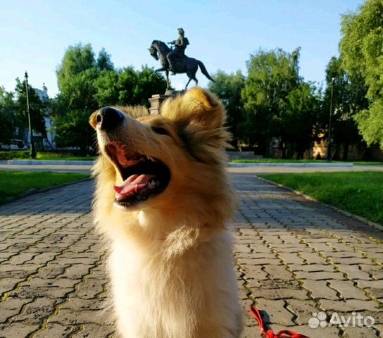 Щенок колли
