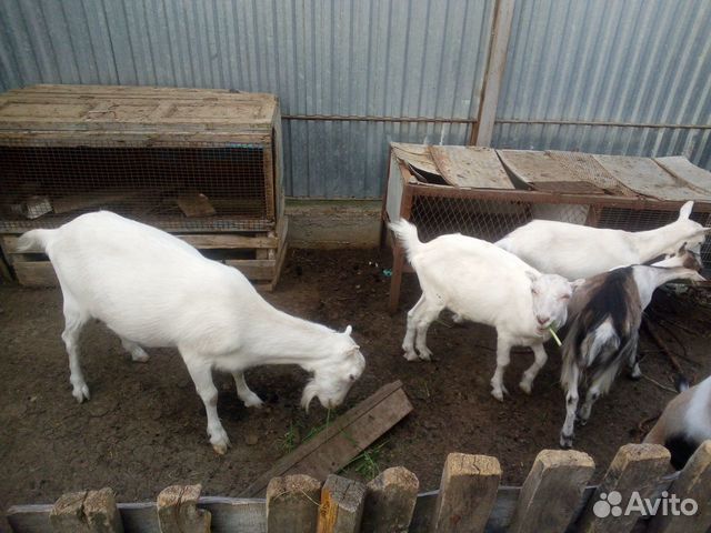 Козы на племя