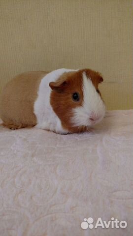 Морские свинки