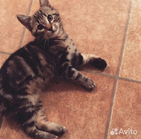 Отдам кота дарок