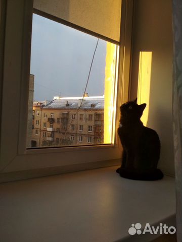 Отдадим в добрые руки