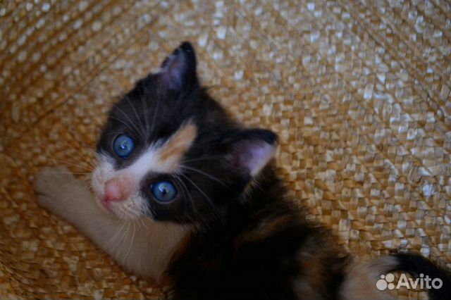 Котенок девочка 1,5 месяца