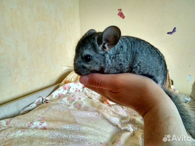 Шиншилла