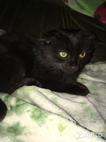 Котёнок маленький вислоухий