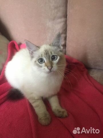 2 кота и кошка