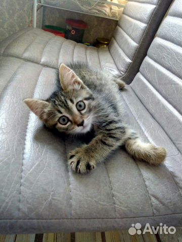 Котёнок в добрые руки