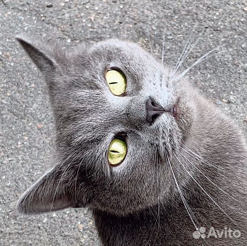 Кот в добрые руки / русский голубой