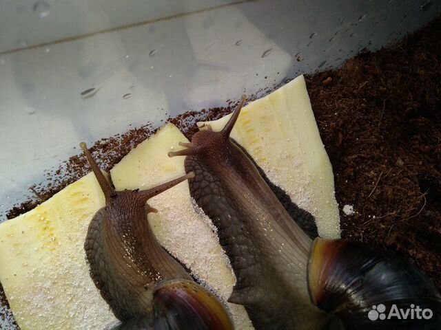 Тигровые улитки Ахатины