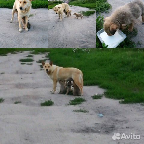 Собака и 5 кутят