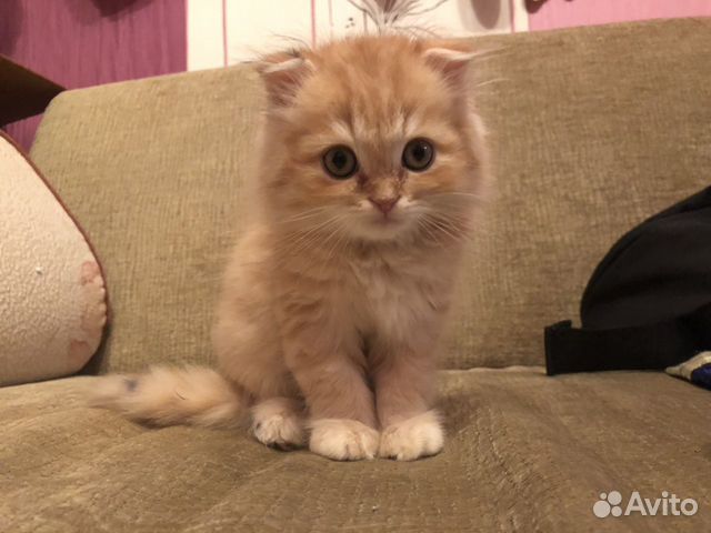Шотландский-вислочок-рыжий