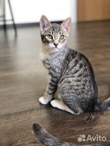 Котёнок в добрые руки