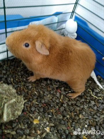 Морские свинки даром