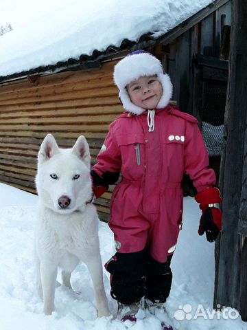 Щенки хаски