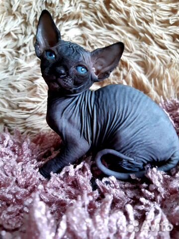 Канадский сфинкс