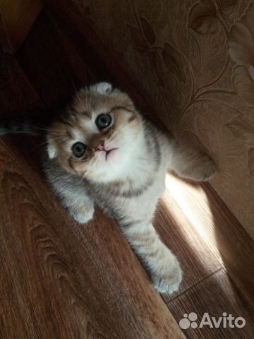 Шотландская вислоухая девочка