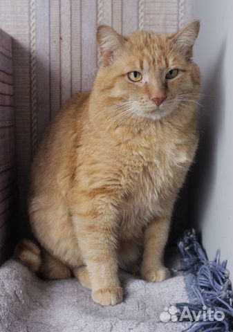 Кот Оскар из приюта ищет дом