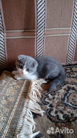 Котенок британец