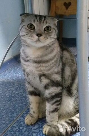 Отдам в добрые руки кота 1год