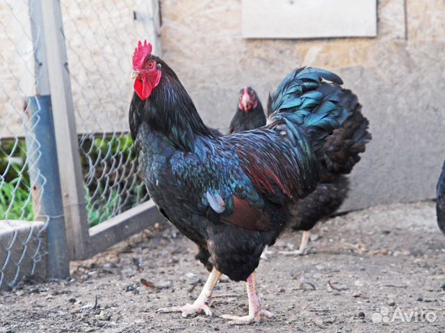 Петух барневельдвер