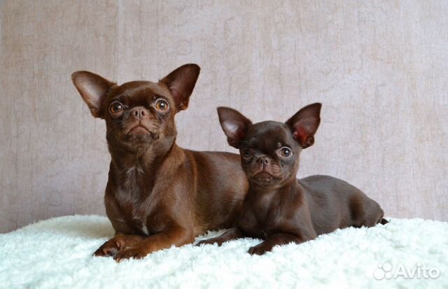 Шоколадная кукольная чихуашечка