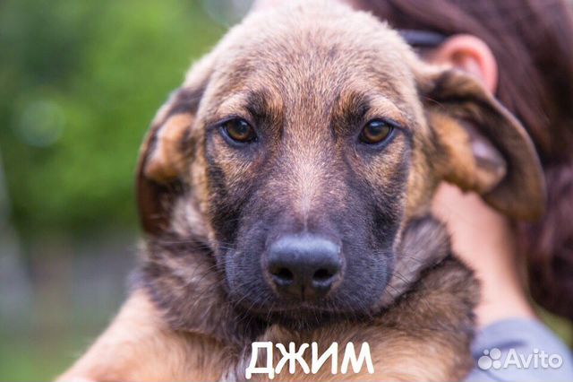 Джим Бим в поисках семьи