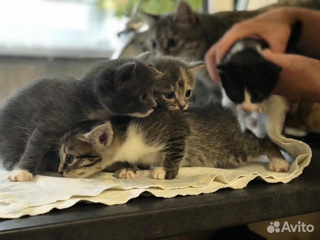 Маленькие игривые непоседы ищут заботливых и добры