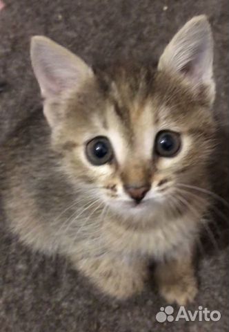 Подброшенным котята нужен дом