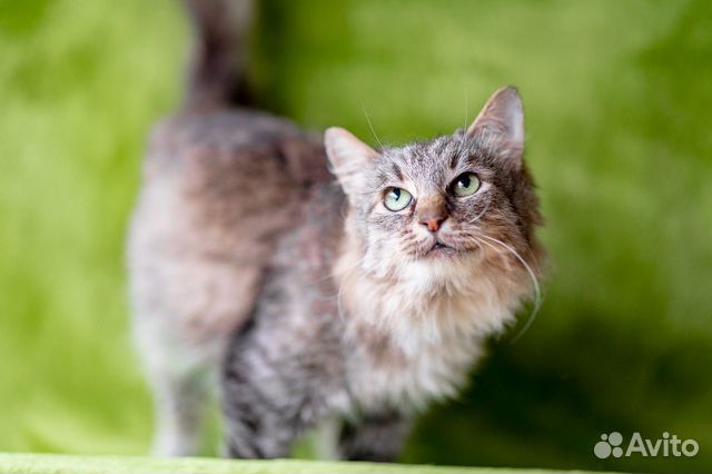 Компанейская кошечка Белла