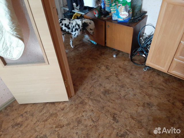 Далматинец 2 года мальчик
