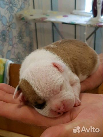 Стаффики щенки в питомнике (РКФ)