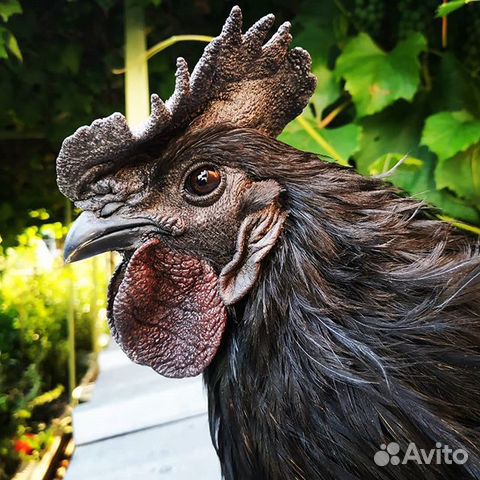 Ухейилюй,куры породные,фазаны