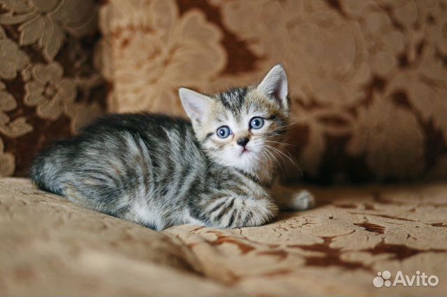 Британские котята